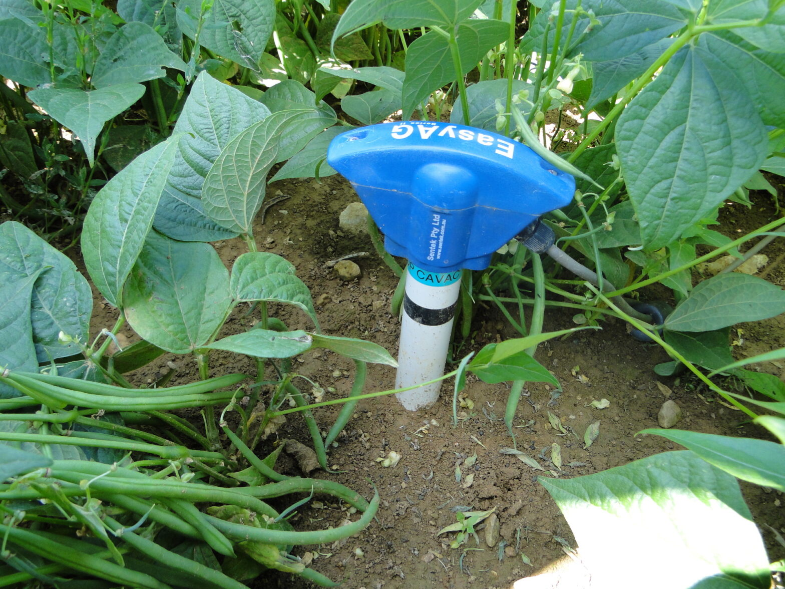 Pilotage de l'irrigation & sonde capacitive - Cavac Services