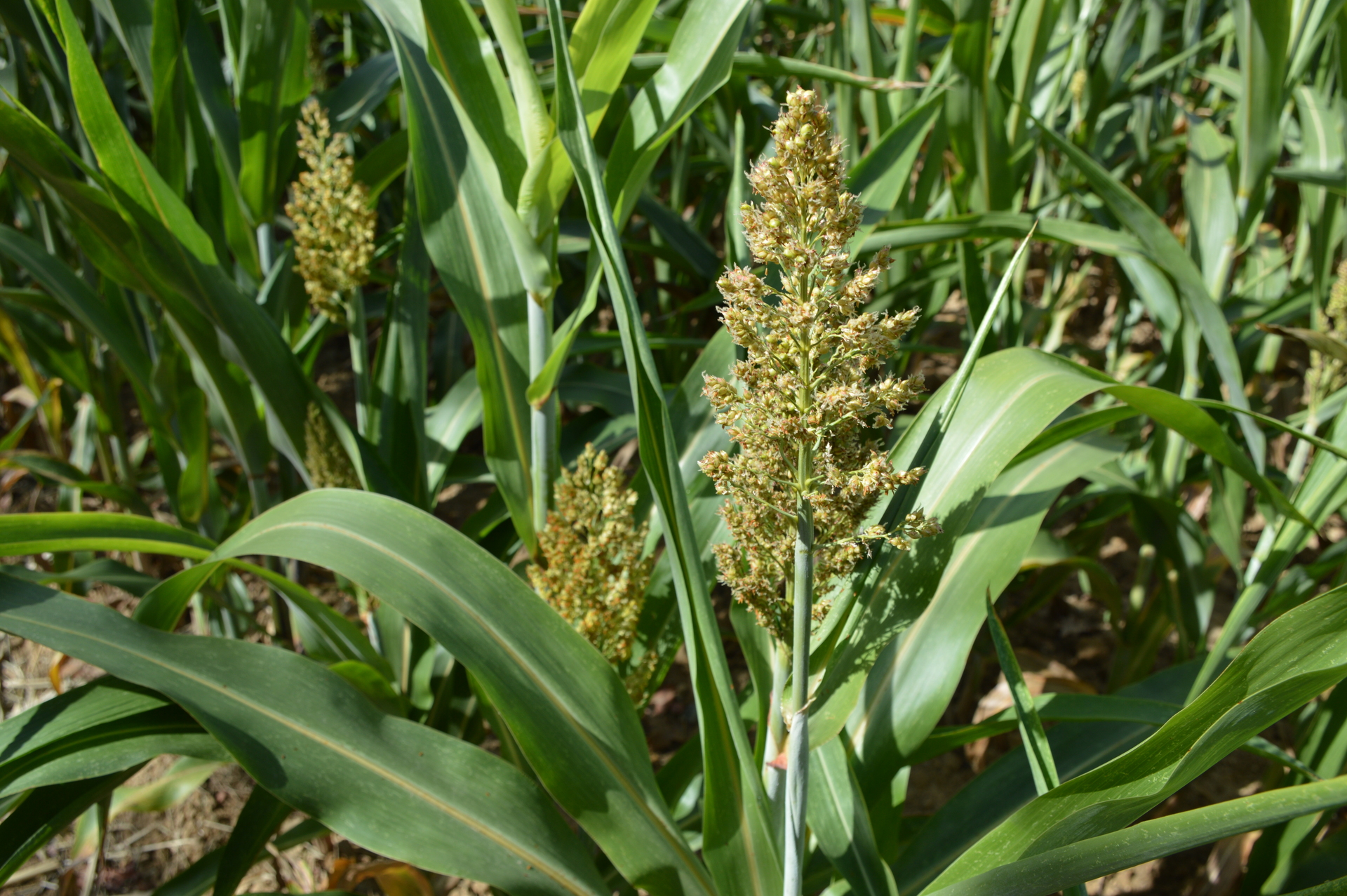 Le sorgho : une opportunité fourragère en cas de sécheresse - Cavac ...