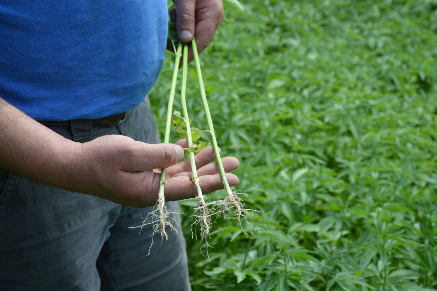 Produire du chanvre : de nombreux avantages agronomiques et économiques ...